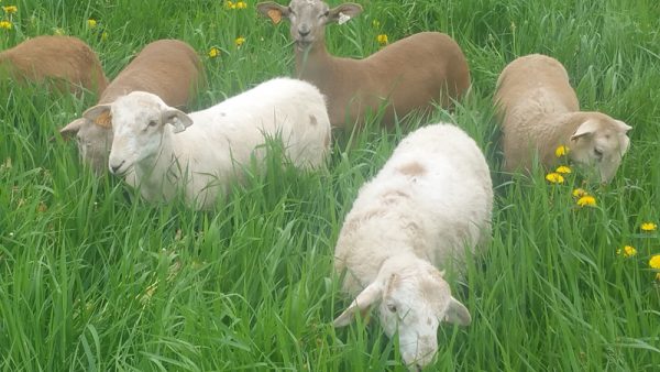 Katahdin Hair Sheep - KatahdinsForSale.com
