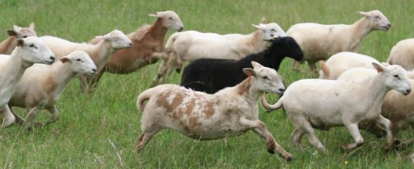 Breed Origin and History - KatahdinsForSale.com