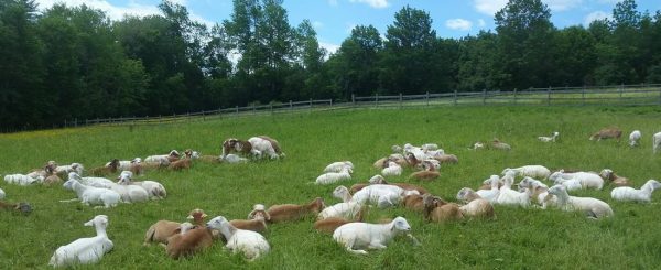 Katahdin Hair Sheep International - KatahdinsForSale.com
