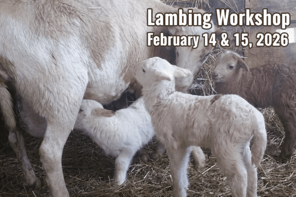 Lambing Workshop - KatahdinsForSale.com